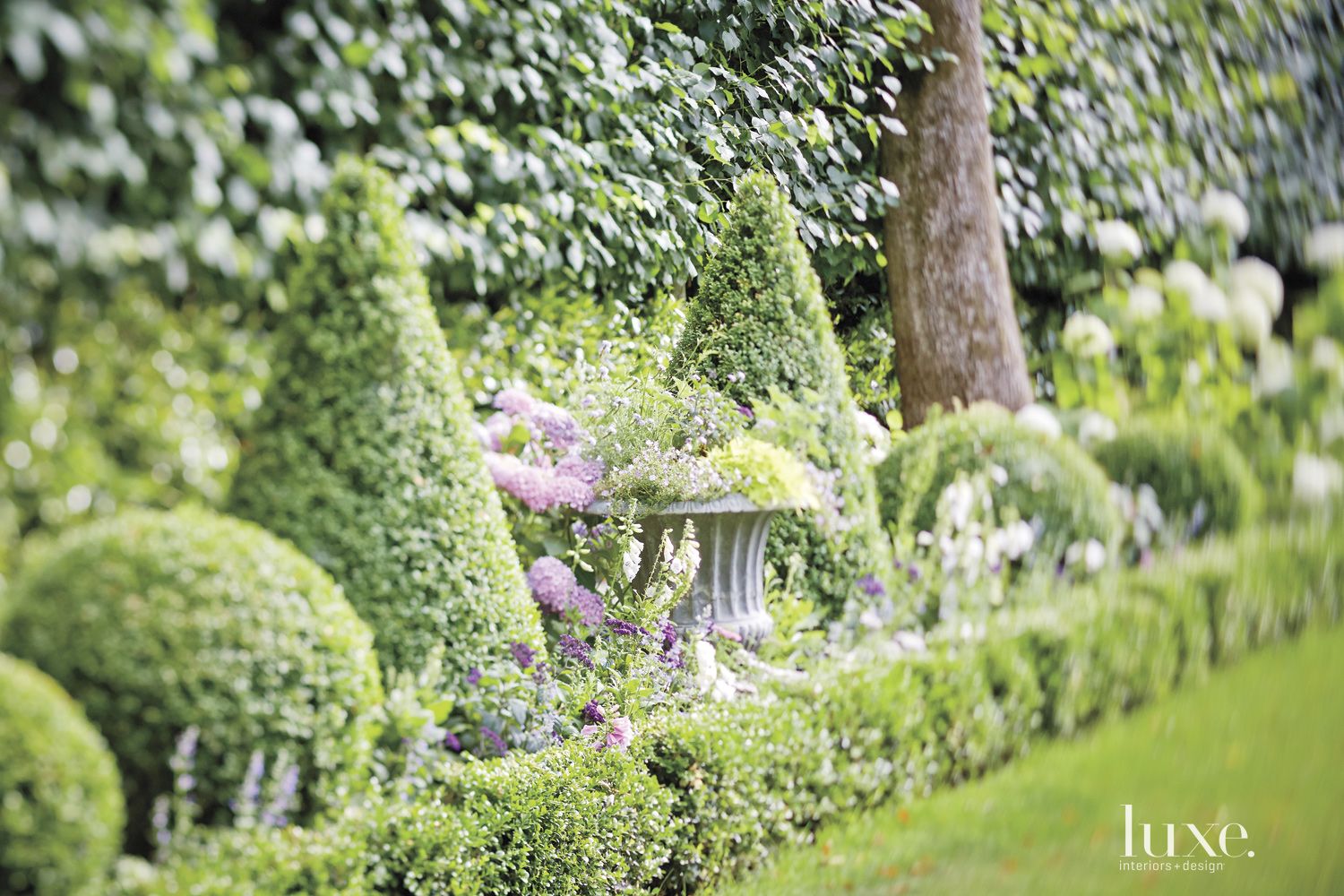 Lush Backyard Topiary Landscape - Luxe Interiors + Design